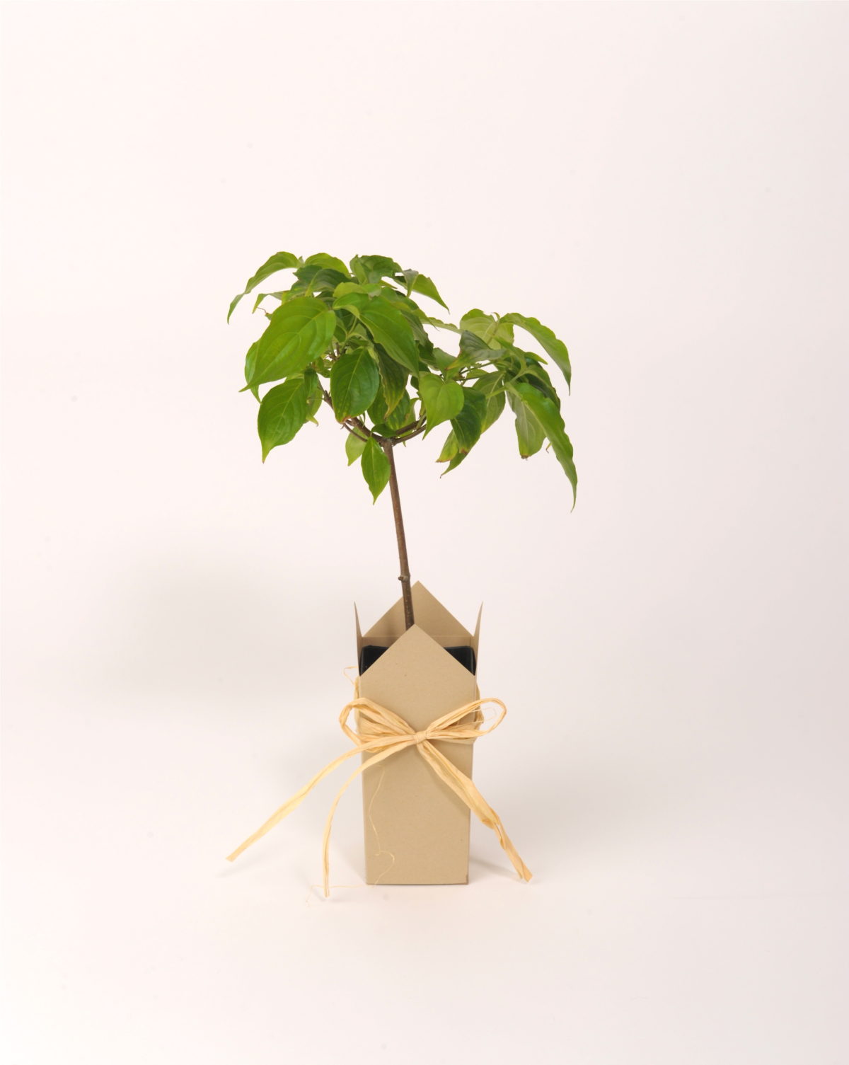 Red Leaf Japanese Maple Gift Tree – New Growth Gift Trees