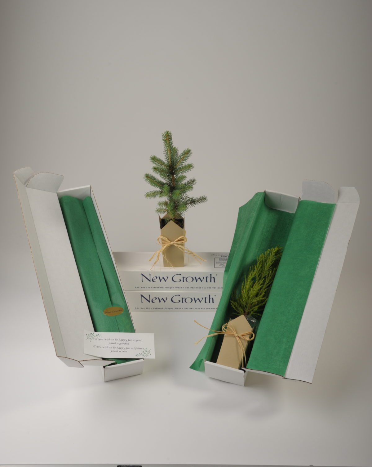 Red Leaf Japanese Maple Gift Tree – New Growth Gift Trees