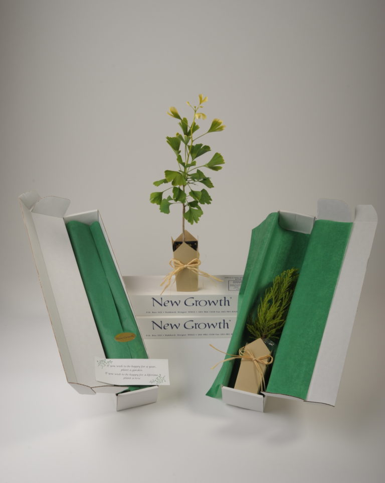 Red Leaf Japanese Maple Gift Tree – New Growth Gift Trees