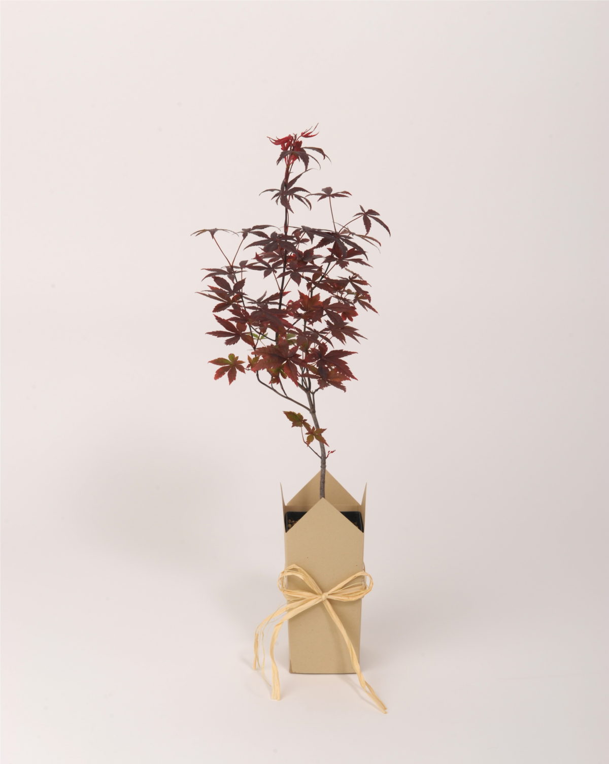 Acer palmatum ‘atropurpureum’ Red Leaf Japanese Maple – New Growth Gift ...